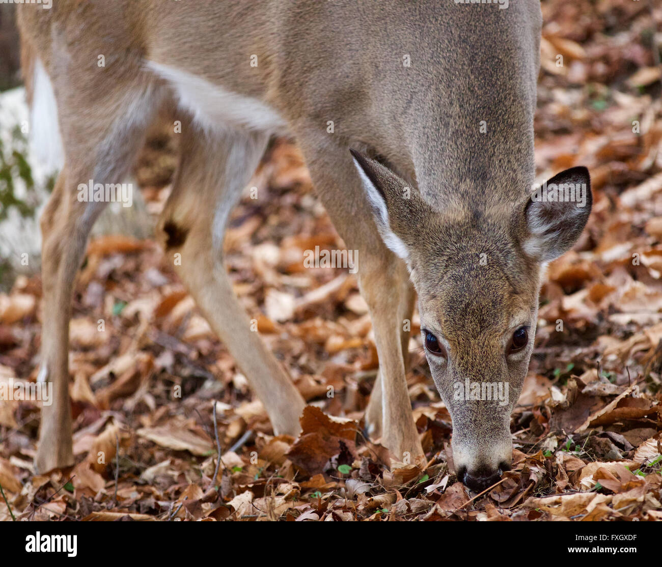 Beautiful image with a wild deer eating leaves in the forest Stock ...