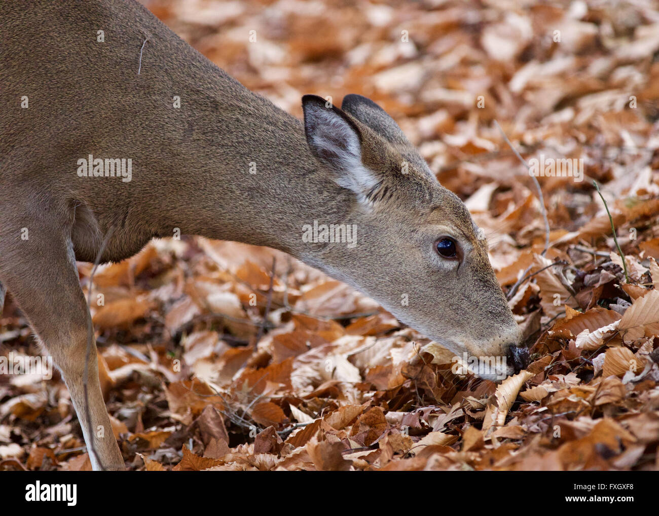 Beautiful photo of the cute wild deer with the leaves on the background ...