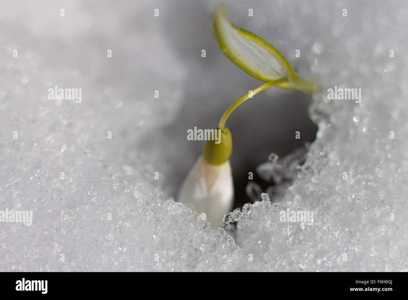 snow drop emerging from the snow in spring Stock Photo - Alamy