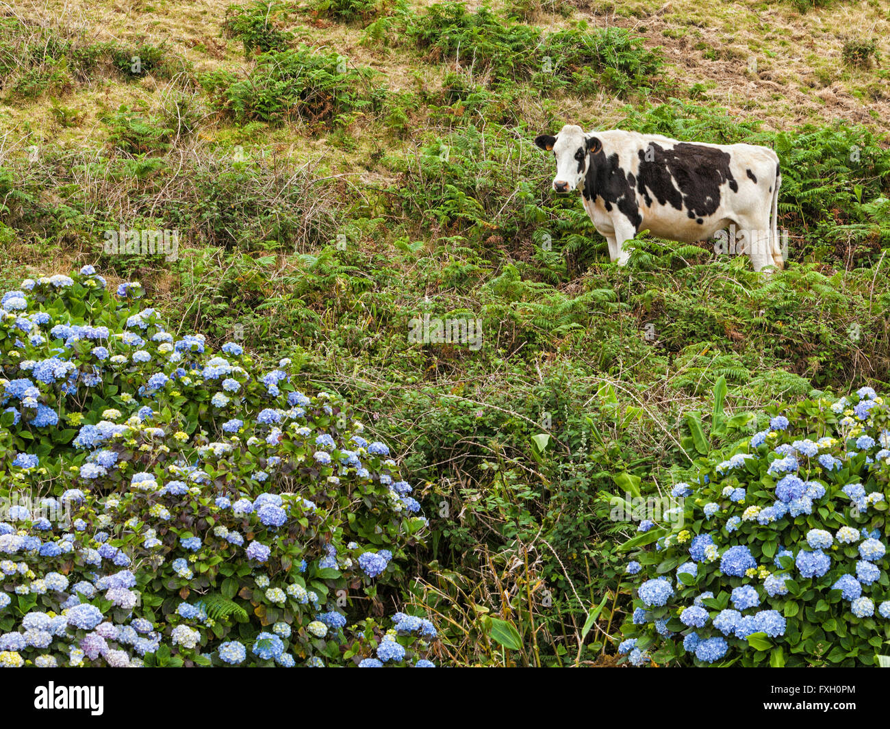 Cow between Hydrangea bushes on a hill, Terceira Island, Azores Stock ...
