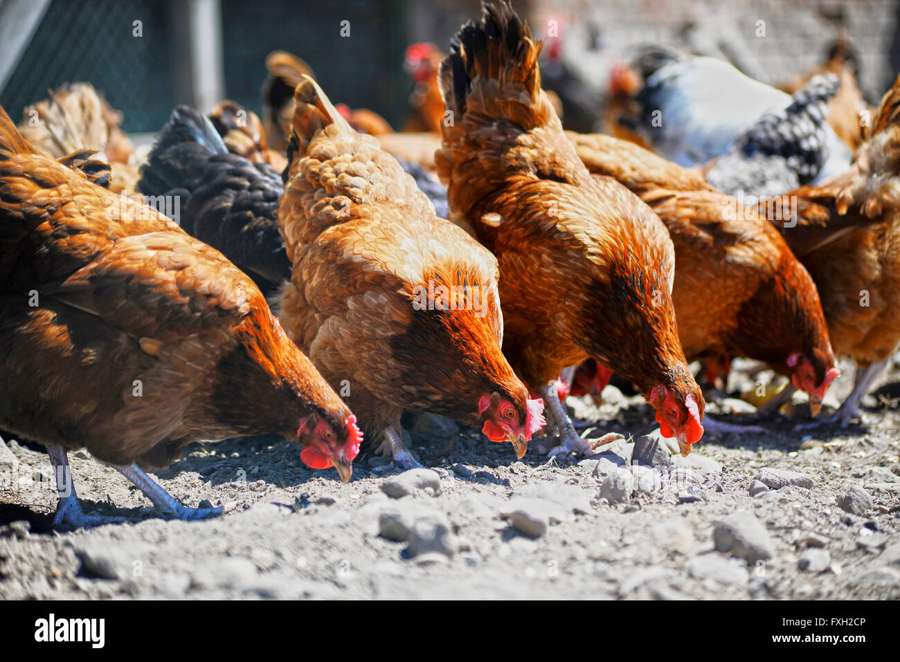 Chickens on traditional free range poultry farm Stock Photo - Alamy