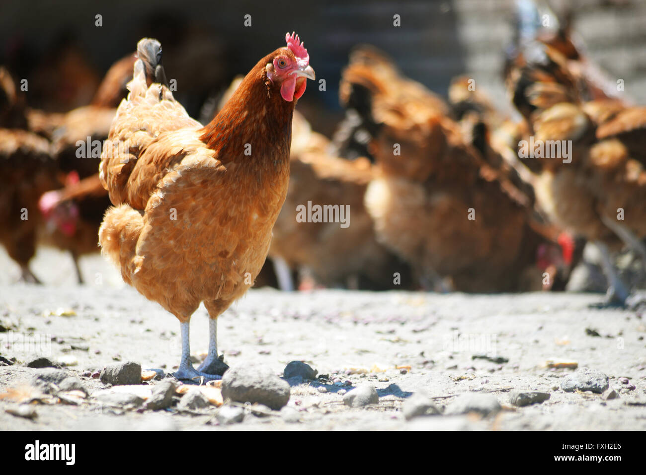 Chickens on traditional free range poultry farm Stock Photo - Alamy