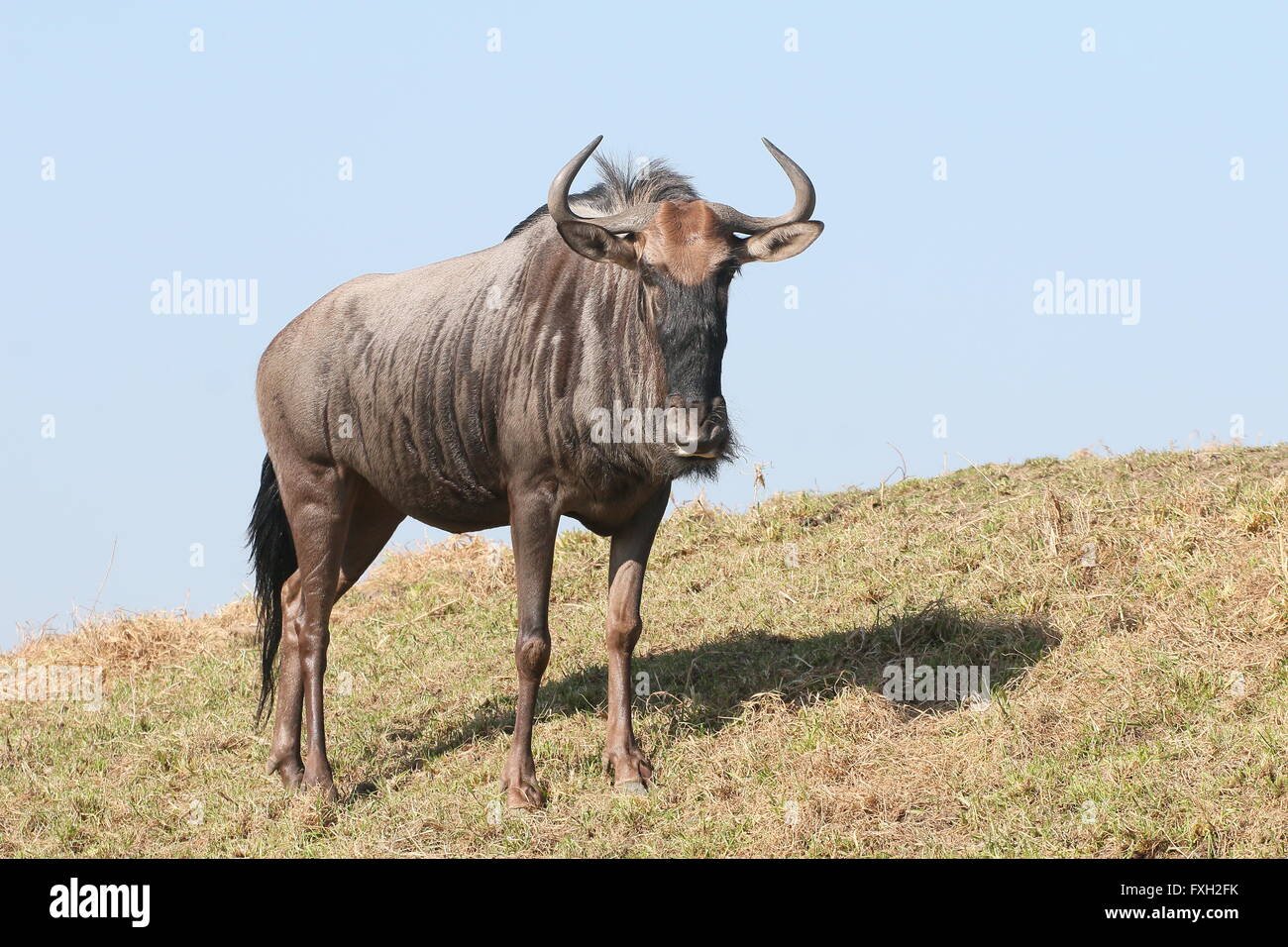 Blue wildebeest eating grass hi-res stock photography and images - Alamy