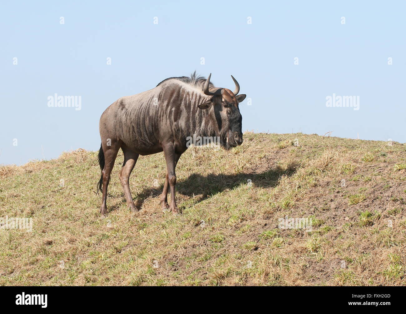 South African Blue wildebeest or white bearded Wildebeest (Connochaetes ...