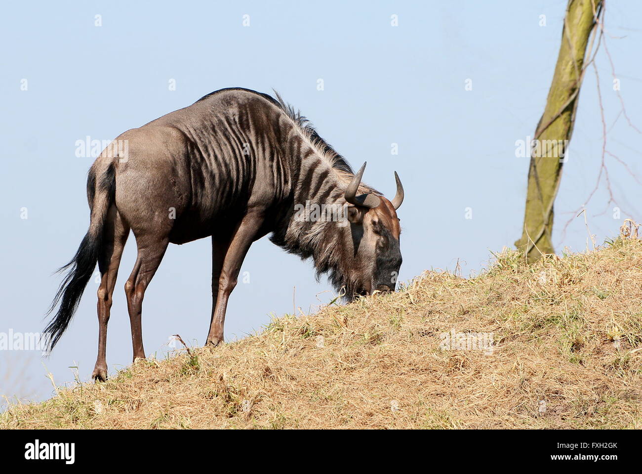 Grazing African Blue wildebeest or white bearded Wildebeest ...