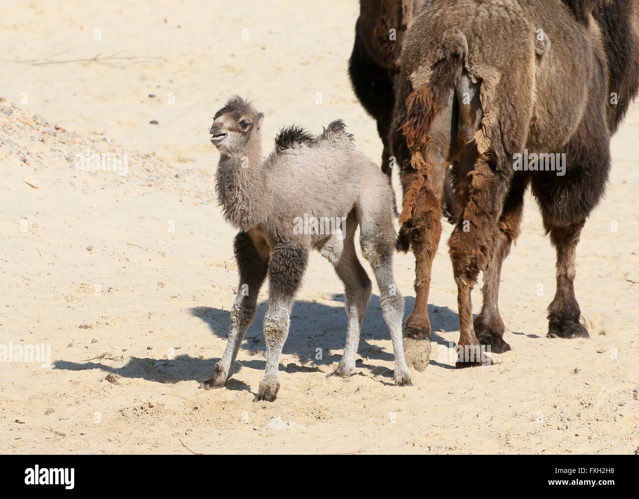 Camelus bactrianus bactrianus baktrisches kamel High Resolution Stock ...