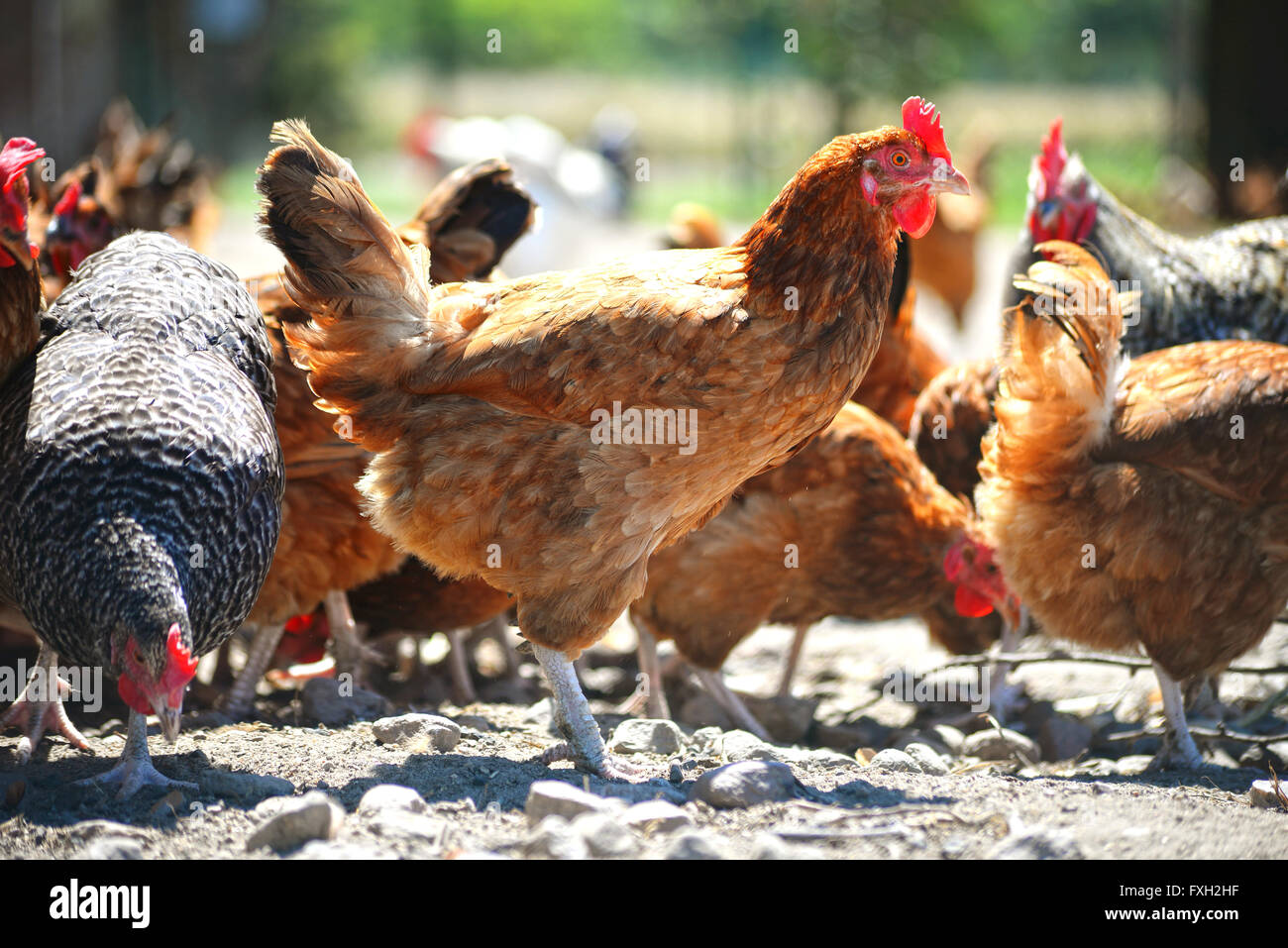 Chickens on traditional free range poultry farm Stock Photo - Alamy