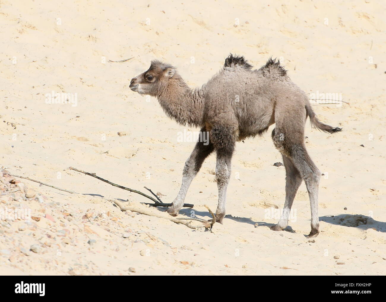 Young central asian bactrian camel hi-res stock photography and images ...