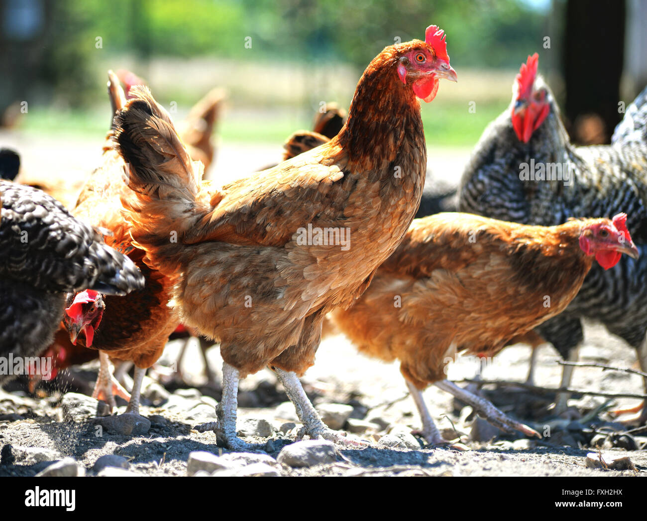 Chickens on traditional free range poultry farm Stock Photo - Alamy