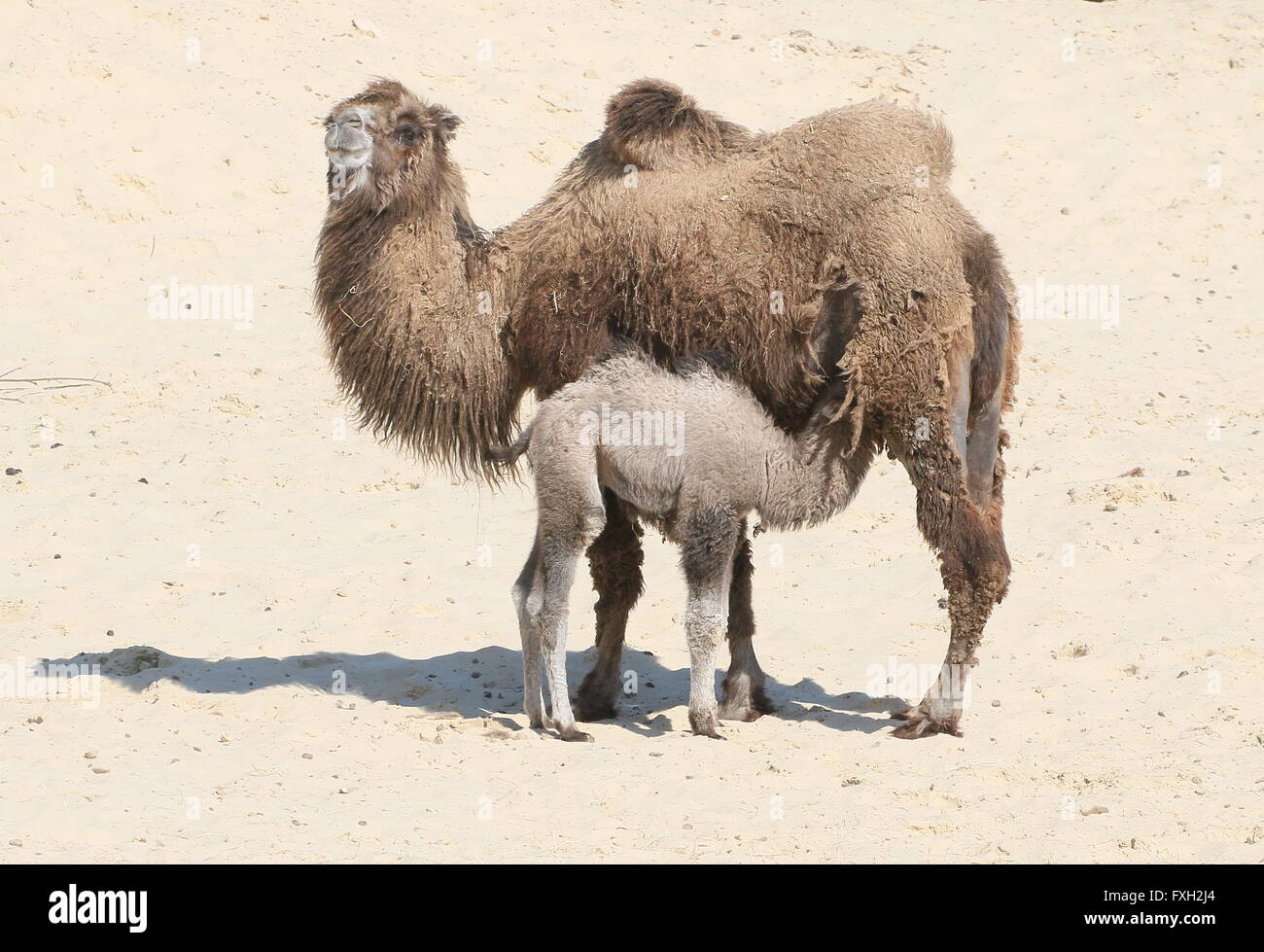Central Asian Bactrian Camel (Camelus bactrianus), mother with her ...