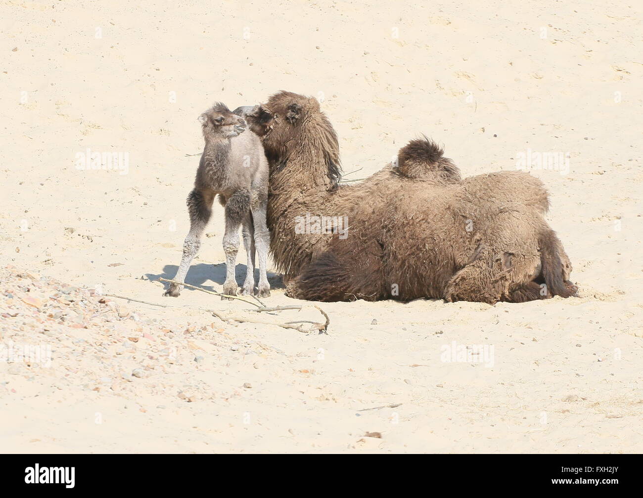 Central Asian Bactrian Camel (Camelus bactrianus), mother with her ...