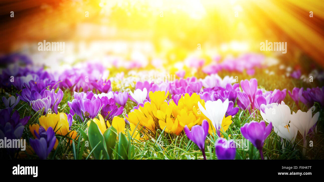 Colorful spring crocus hi-res stock photography and images - Alamy