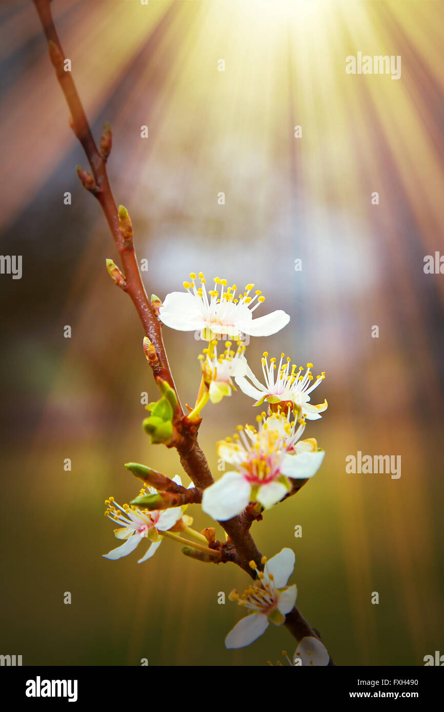 Early blossoms in spring sun Stock Photo - Alamy