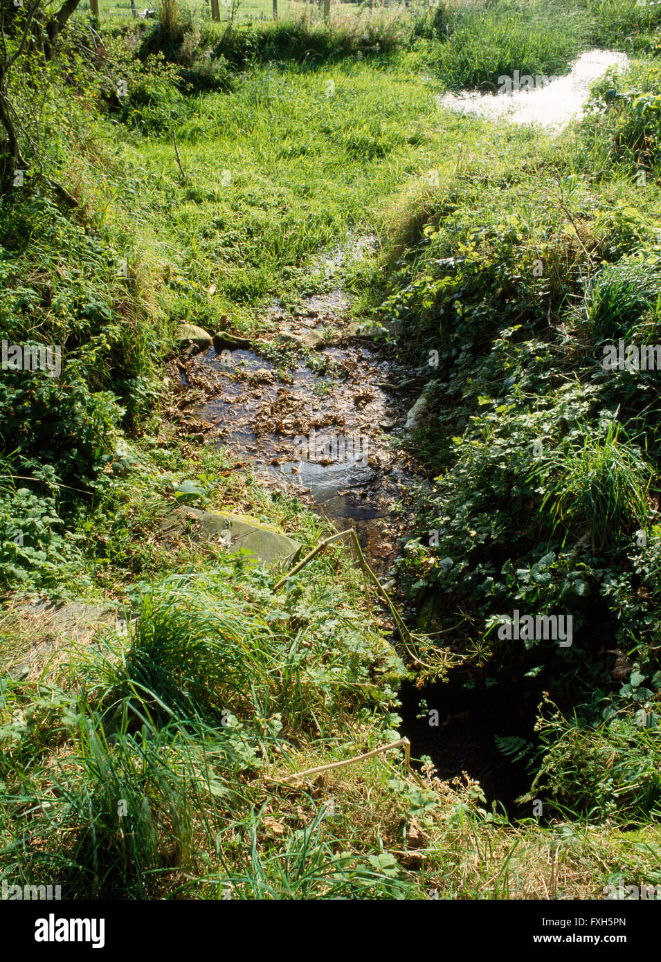 Overgrown spring & pool on Bernard's Well farm, Henry's Moat ...