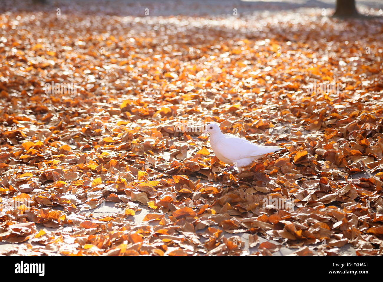 Leaves with bird hi-res stock photography and images - Alamy