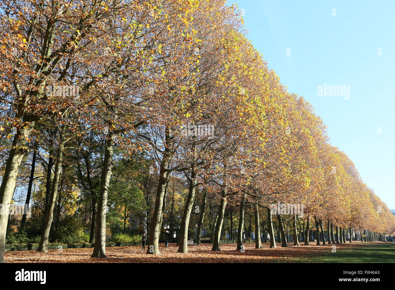 Autumn trees in a park Stock Photo - Alamy