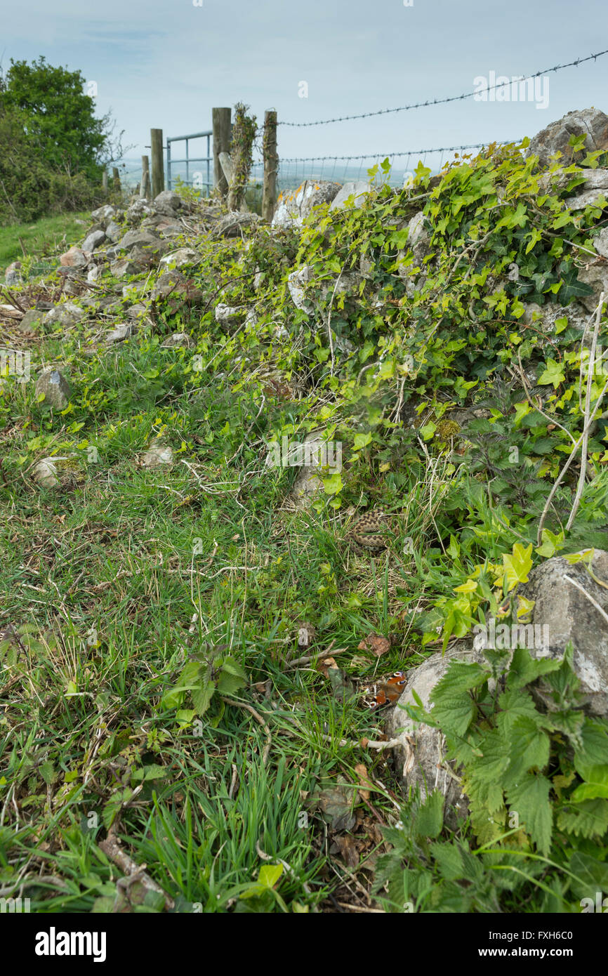Adder uk butterfly hi-res stock photography and images - Alamy