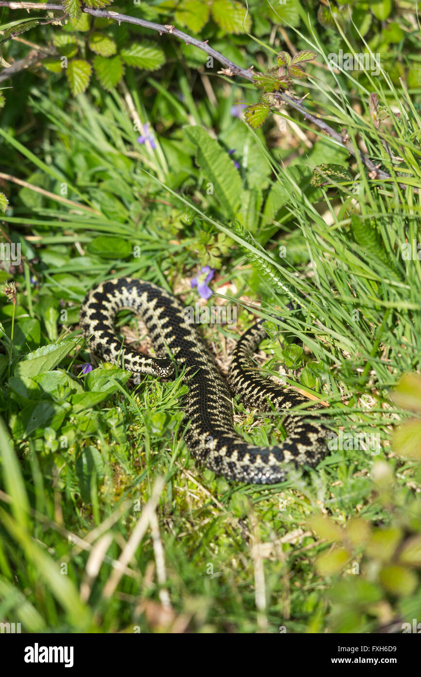 Common adder Vipera berus, adult male, coiled in short scrub vegetation ...