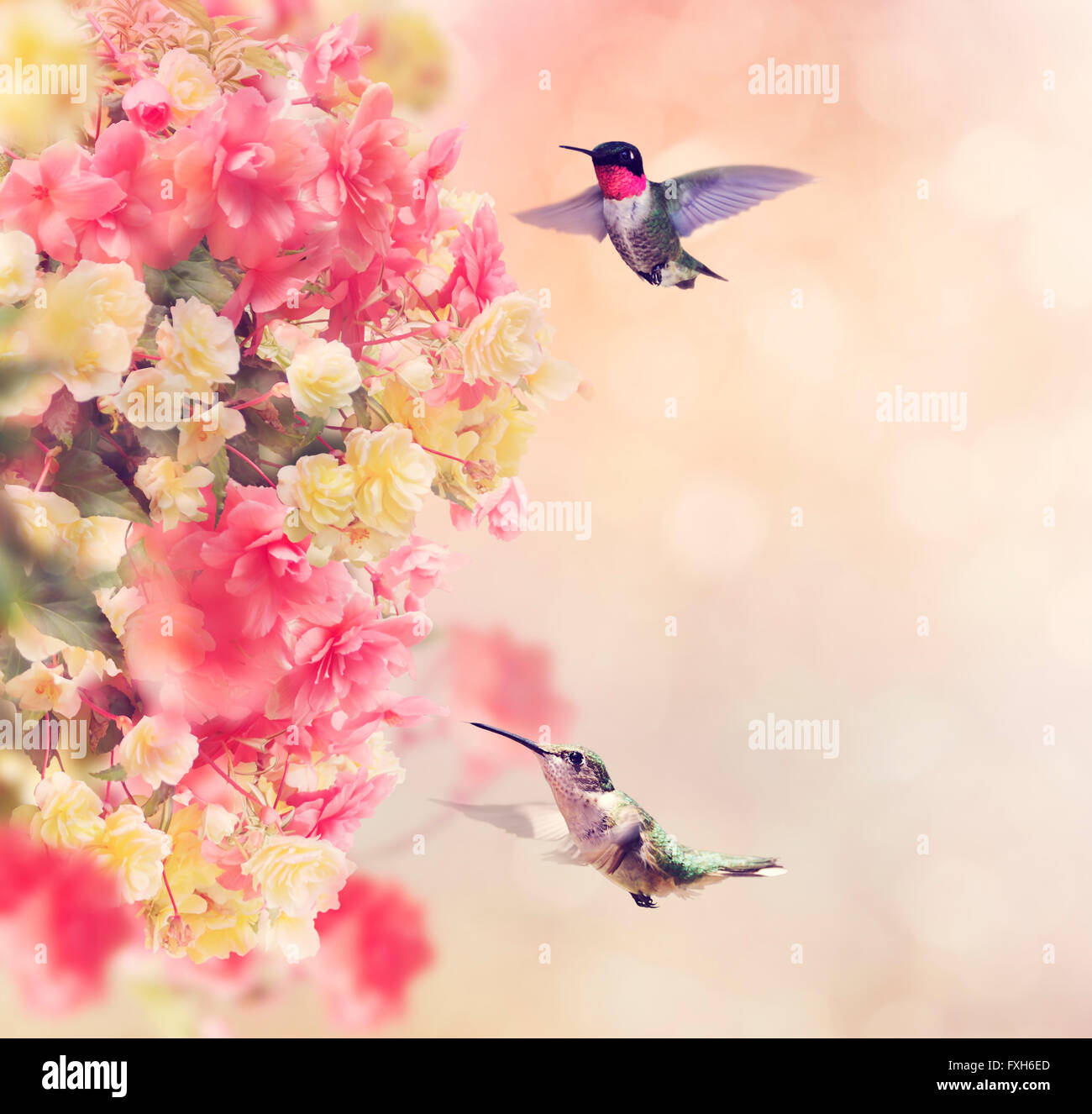 Hummingbirds in Flight Around Flowers Stock Photo - Alamy