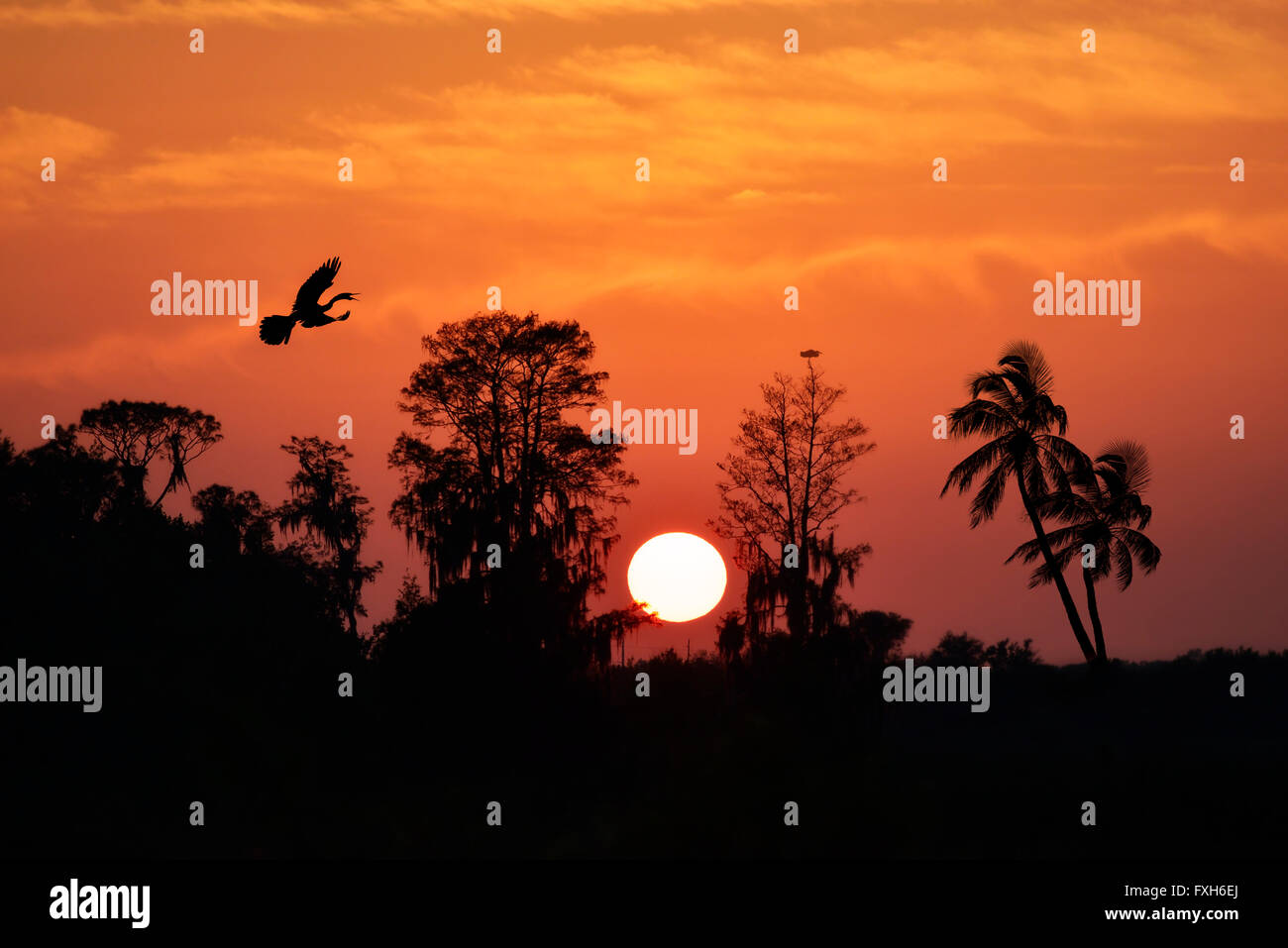 Colorful tree forest sunset sun hi-res stock photography and images - Alamy