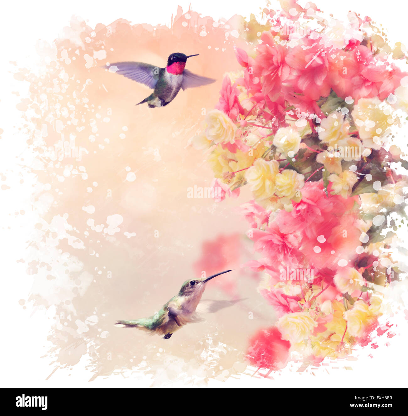 Digital Painting of Hummingbirds in Flight Around Flowers Stock Photo ...