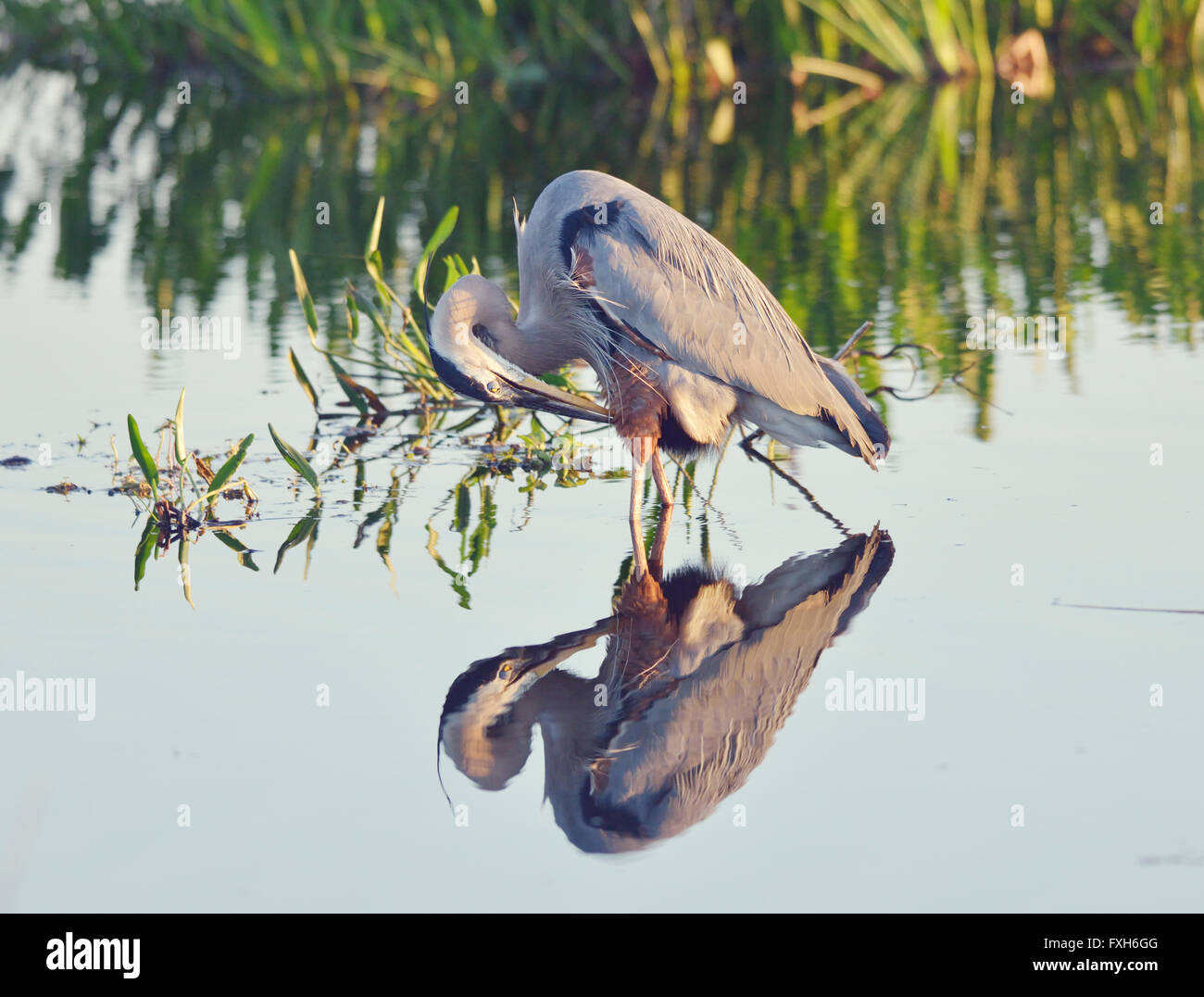 Great Blue Heron in a Lake with Reflection Stock Photo - Alamy