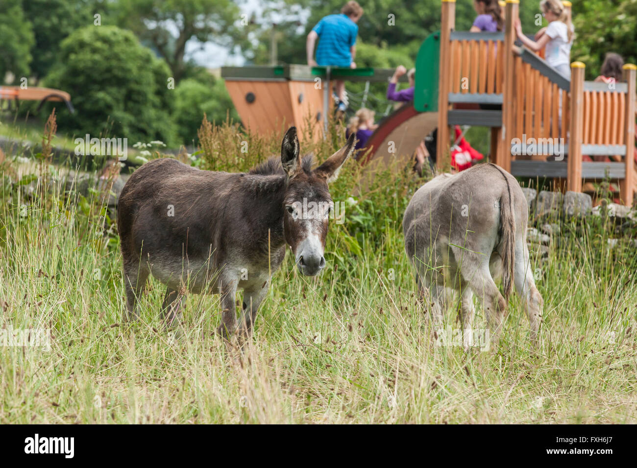 Donkeys in a field near a children's playground in Derbyshire in the ...