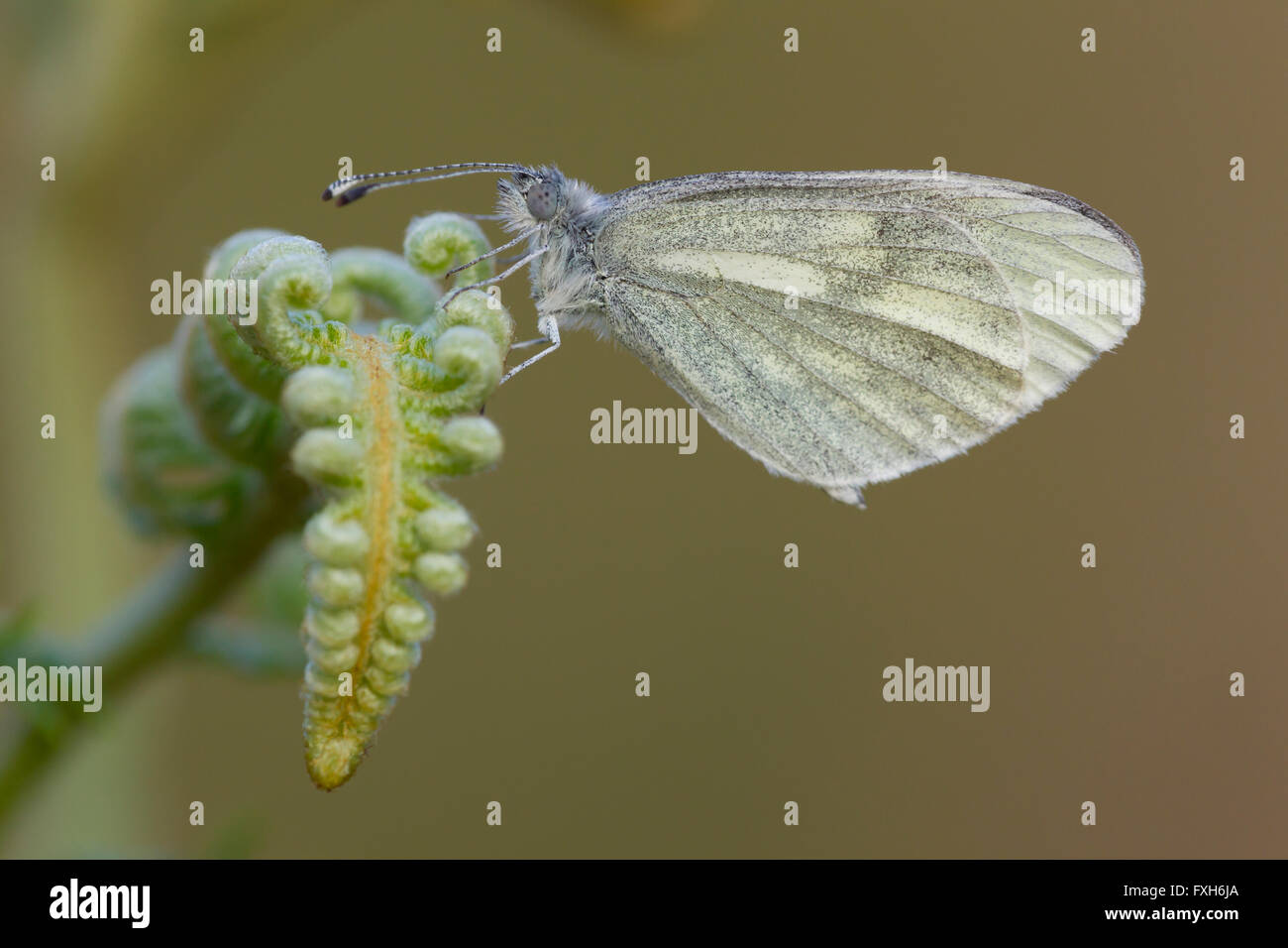 Cryptic wood white leptidea reali hi-res stock photography and images ...