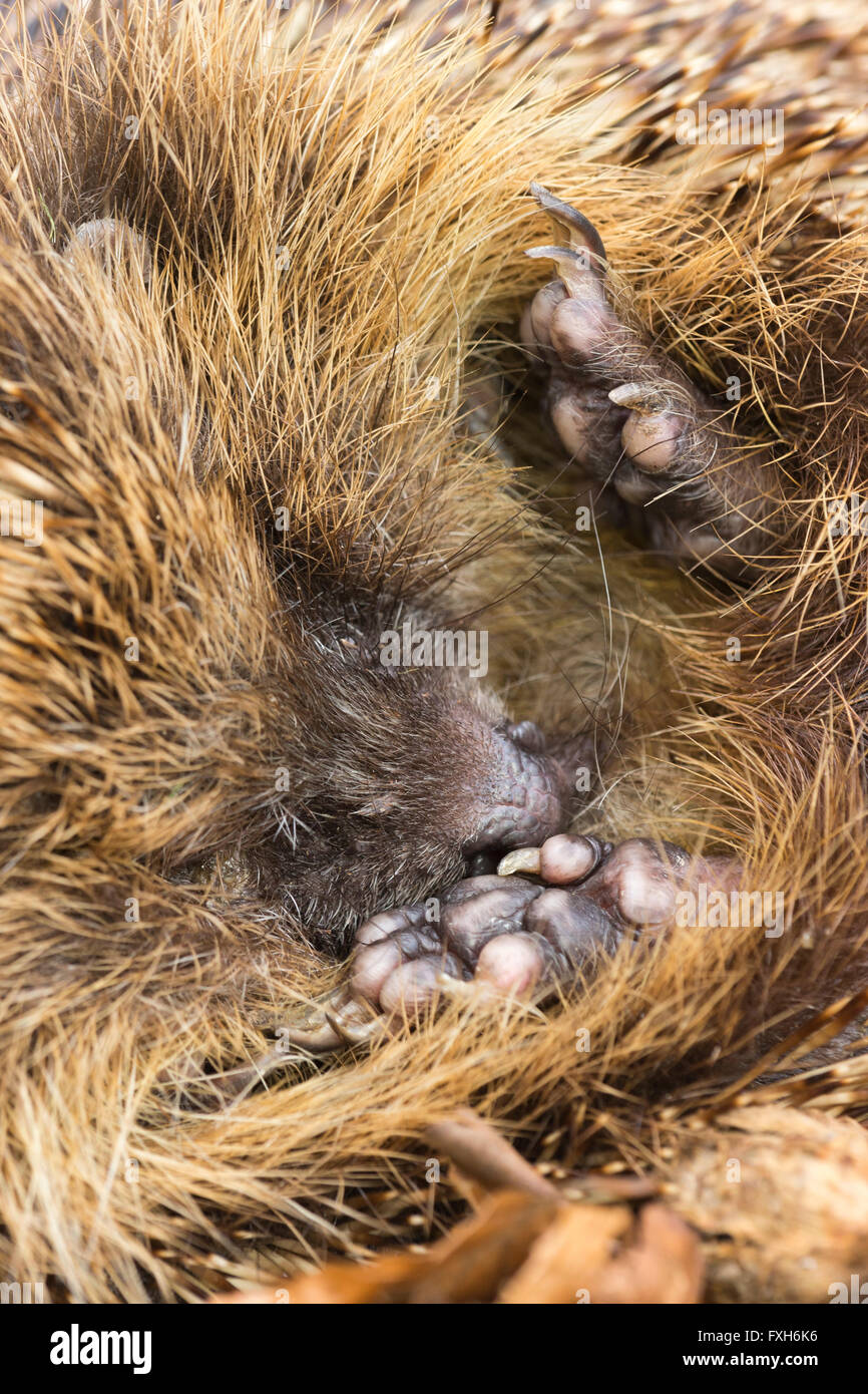 Curled claws hi-res stock photography and images - Alamy