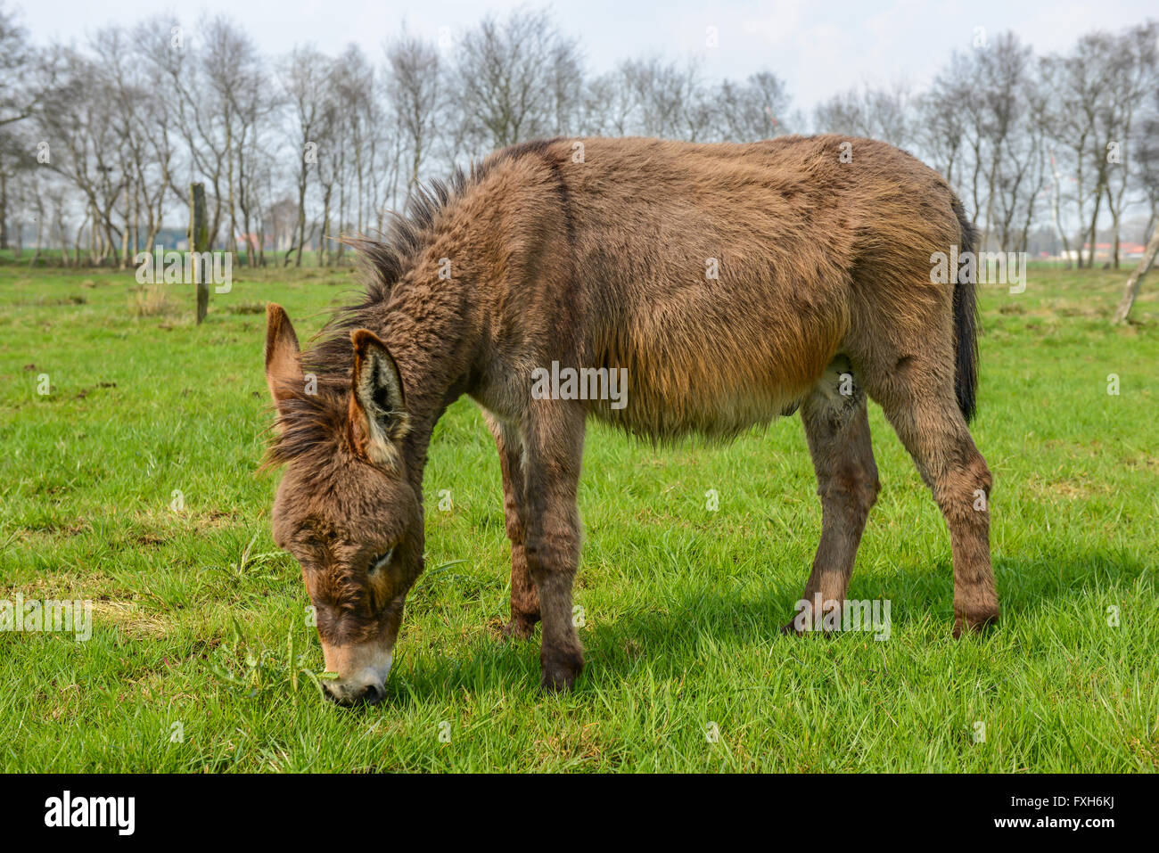Donkey on green hi-res stock photography and images - Alamy