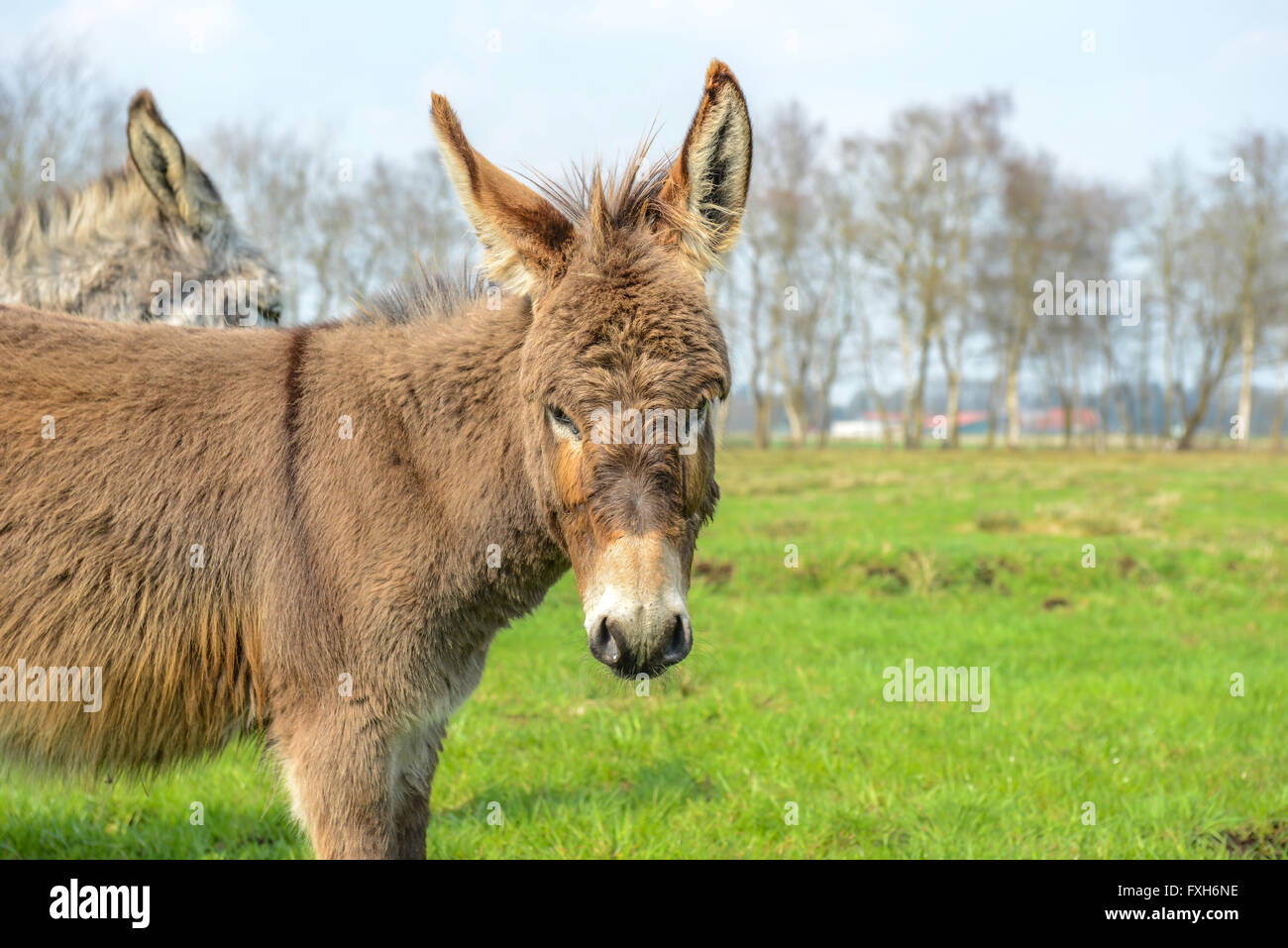 Donkey on field hi-res stock photography and images - Alamy