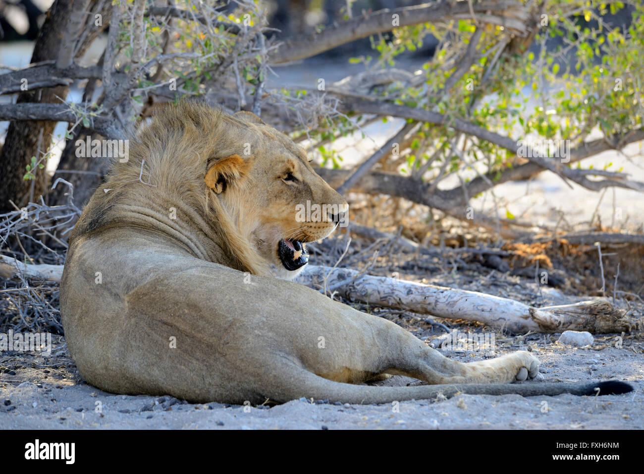 Lion under tree hi-res stock photography and images - Alamy