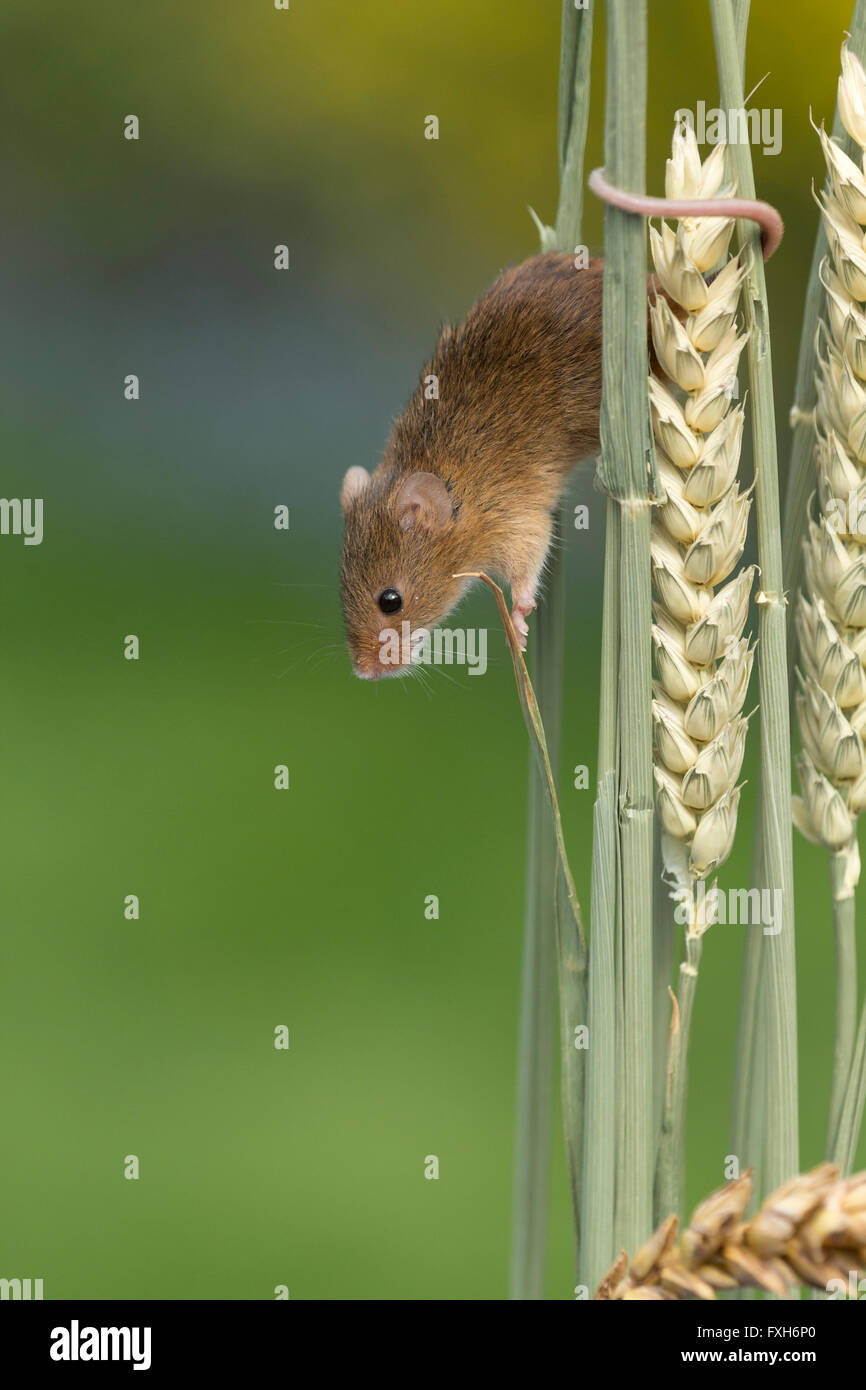 Harvest Mouse Micromys minutus (captive), adult male, climbing stem ...