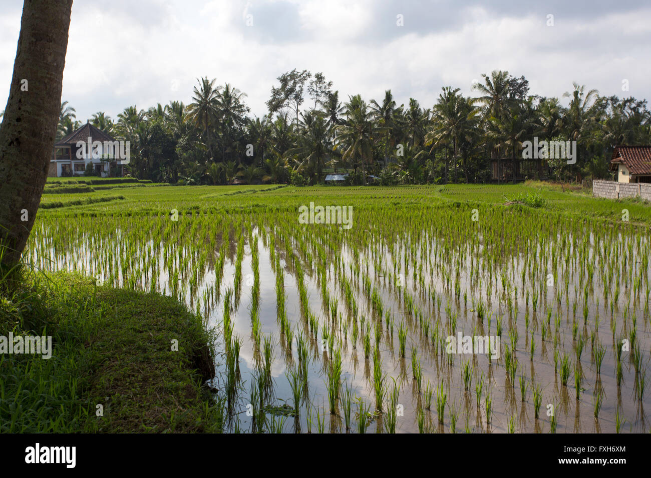 Rice Field in Ubud, Bali, Indonesia Stock Photo - Alamy
