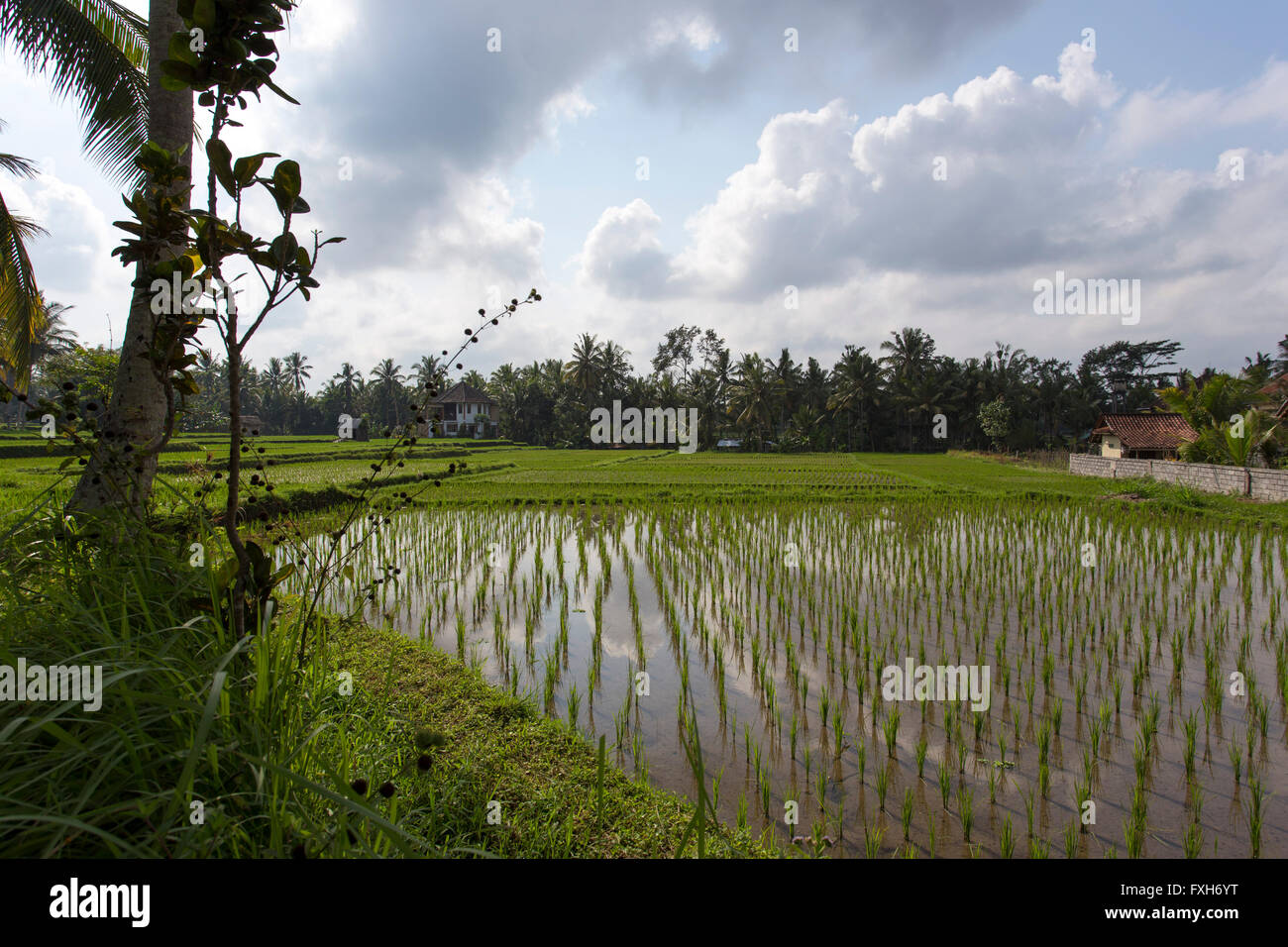 Rice Field in Ubud, Bali, Indonesia Stock Photo - Alamy