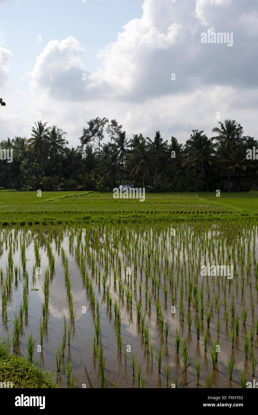 Rice Field in Ubud, Bali, Indonesia Stock Photo - Alamy