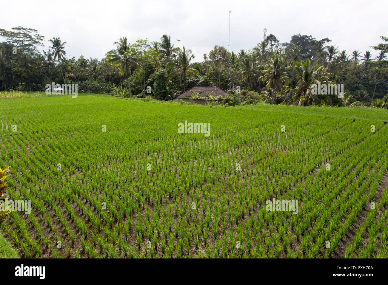Rice Field in Ubud, Bali, Indonesia Stock Photo - Alamy