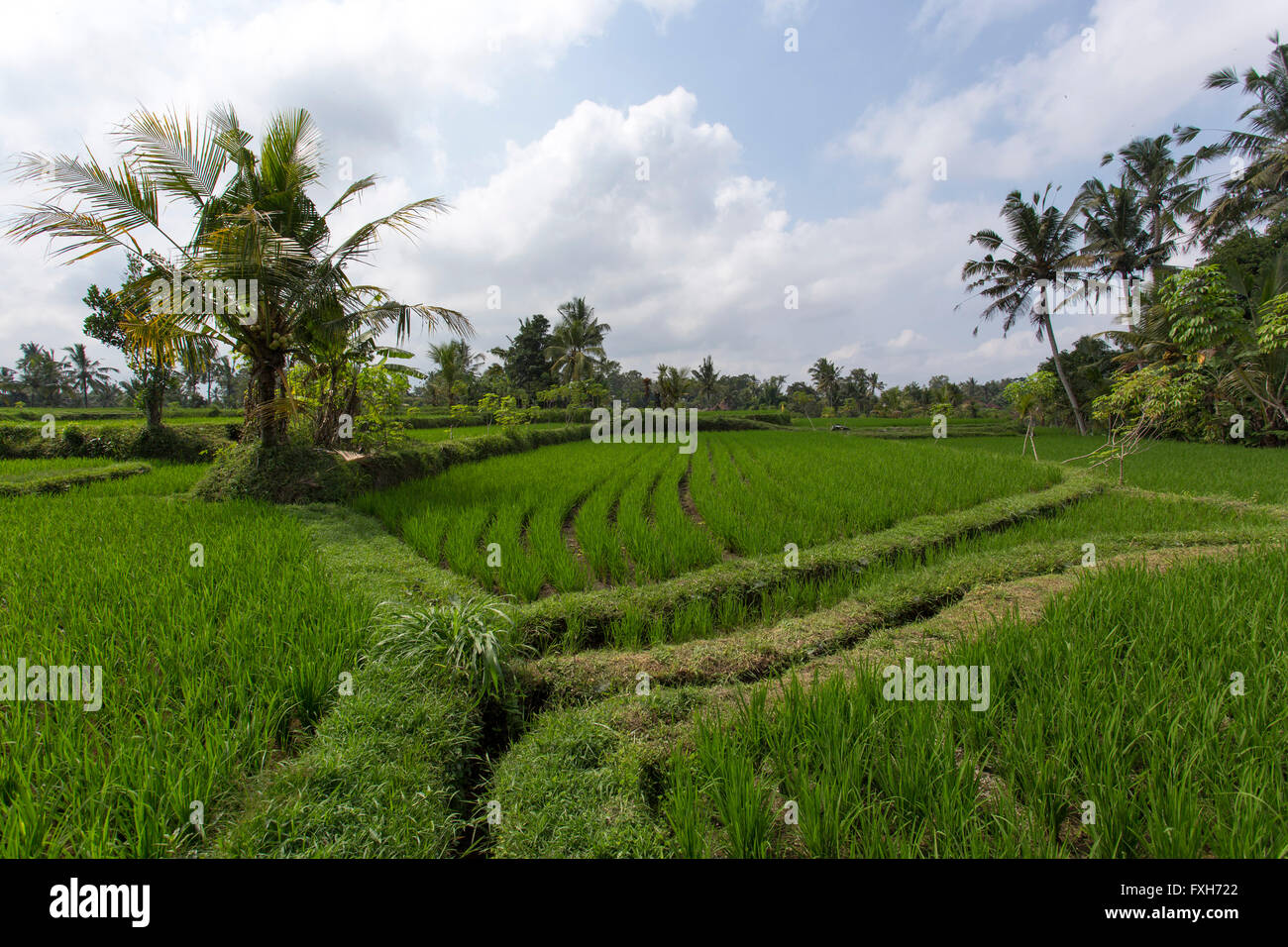 Rice Field in Ubud, Bali, Indonesia Stock Photo - Alamy