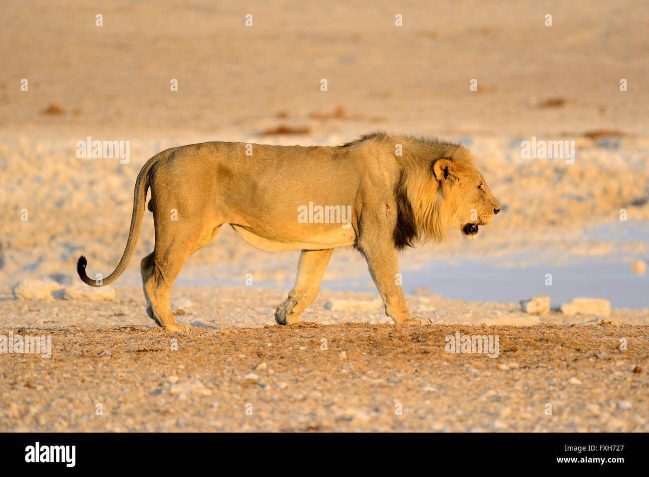 Lion approaching walking lion hi-res stock photography and images - Alamy