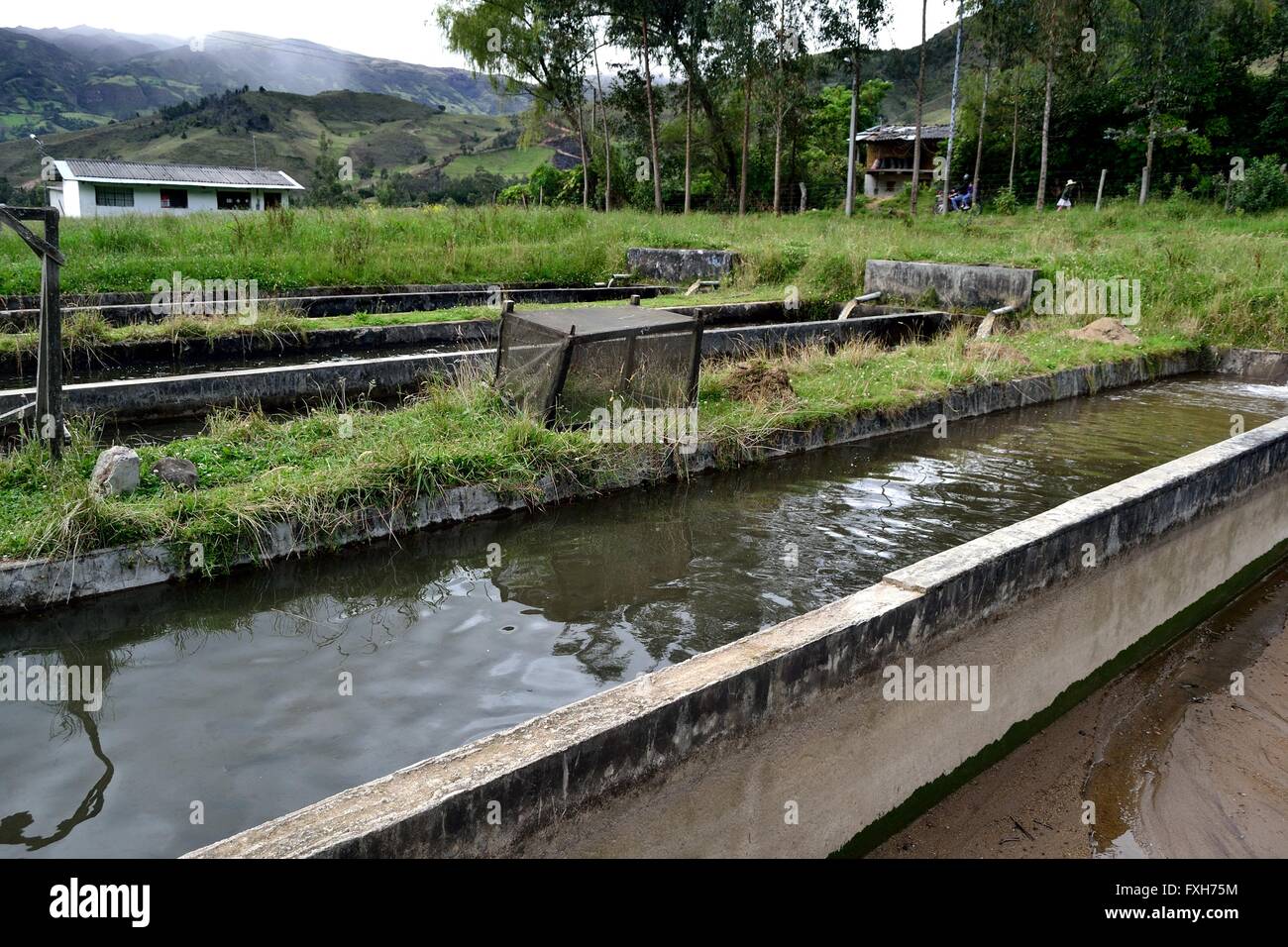 Trout farm in Pulun " Las Huaringas " - HUANCABAMBA.. Department of ...