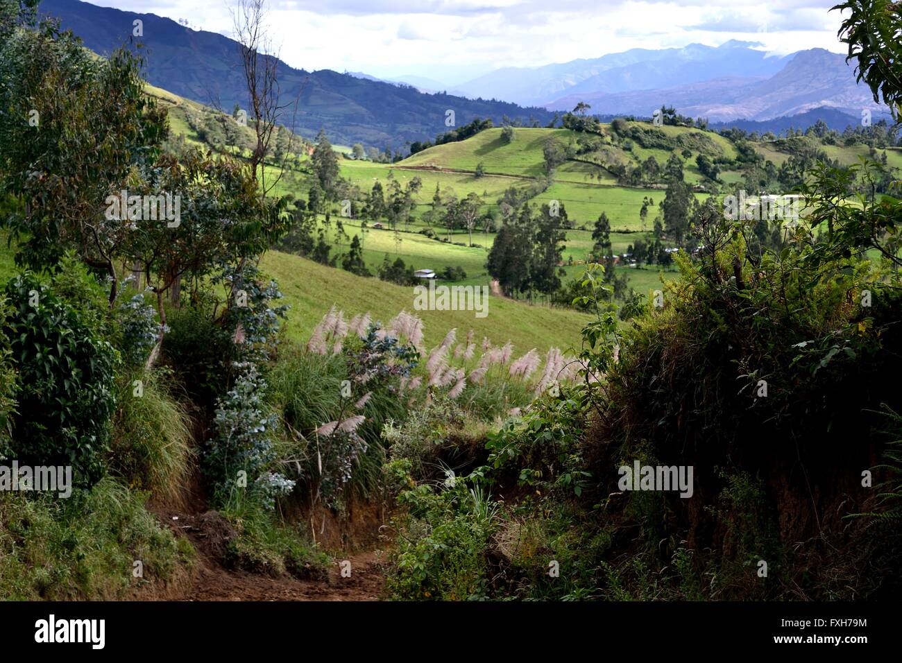 Landscape in Pulun " Las Huaringas " - HUANCABAMBA.. Department of ...