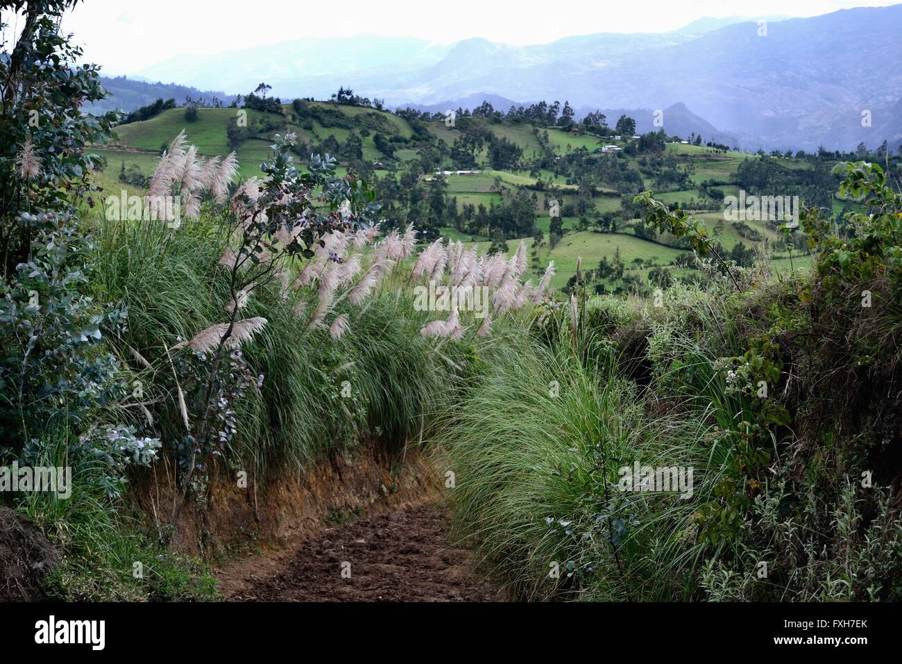 Landscape in Pulun " Las Huaringas " - HUANCABAMBA.. Department of ...