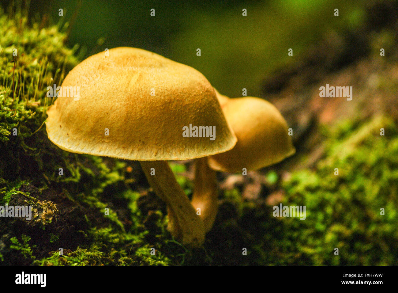Alive mushroom hi-res stock photography and images - Alamy