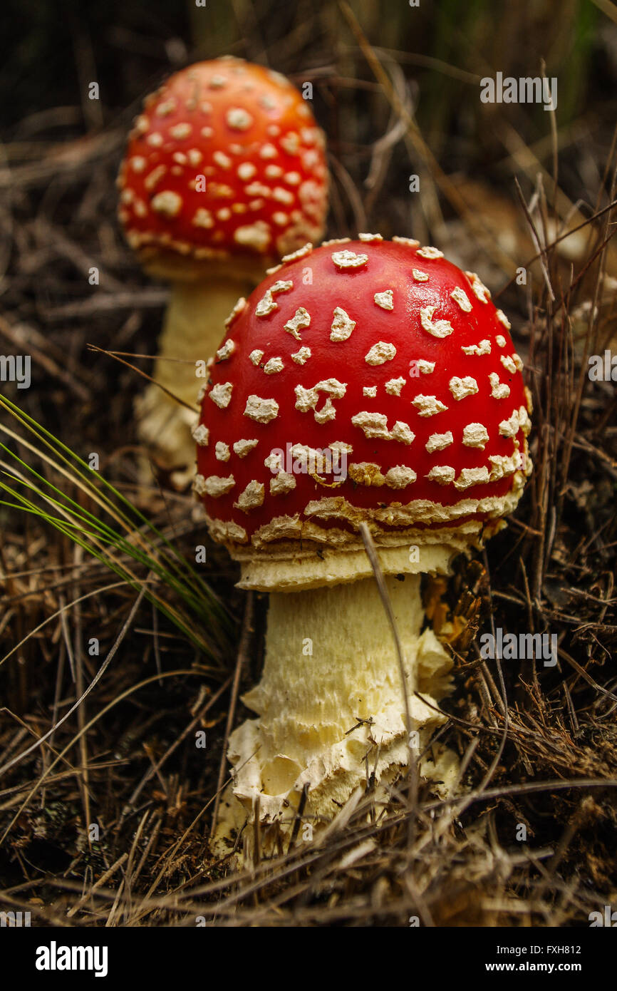 Red fungi hi-res stock photography and images - Alamy