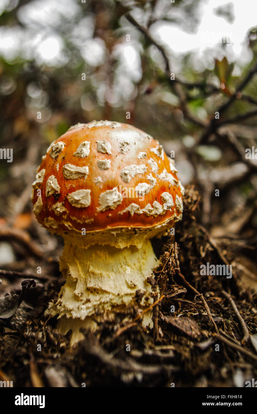 Red fungi hi-res stock photography and images - Alamy