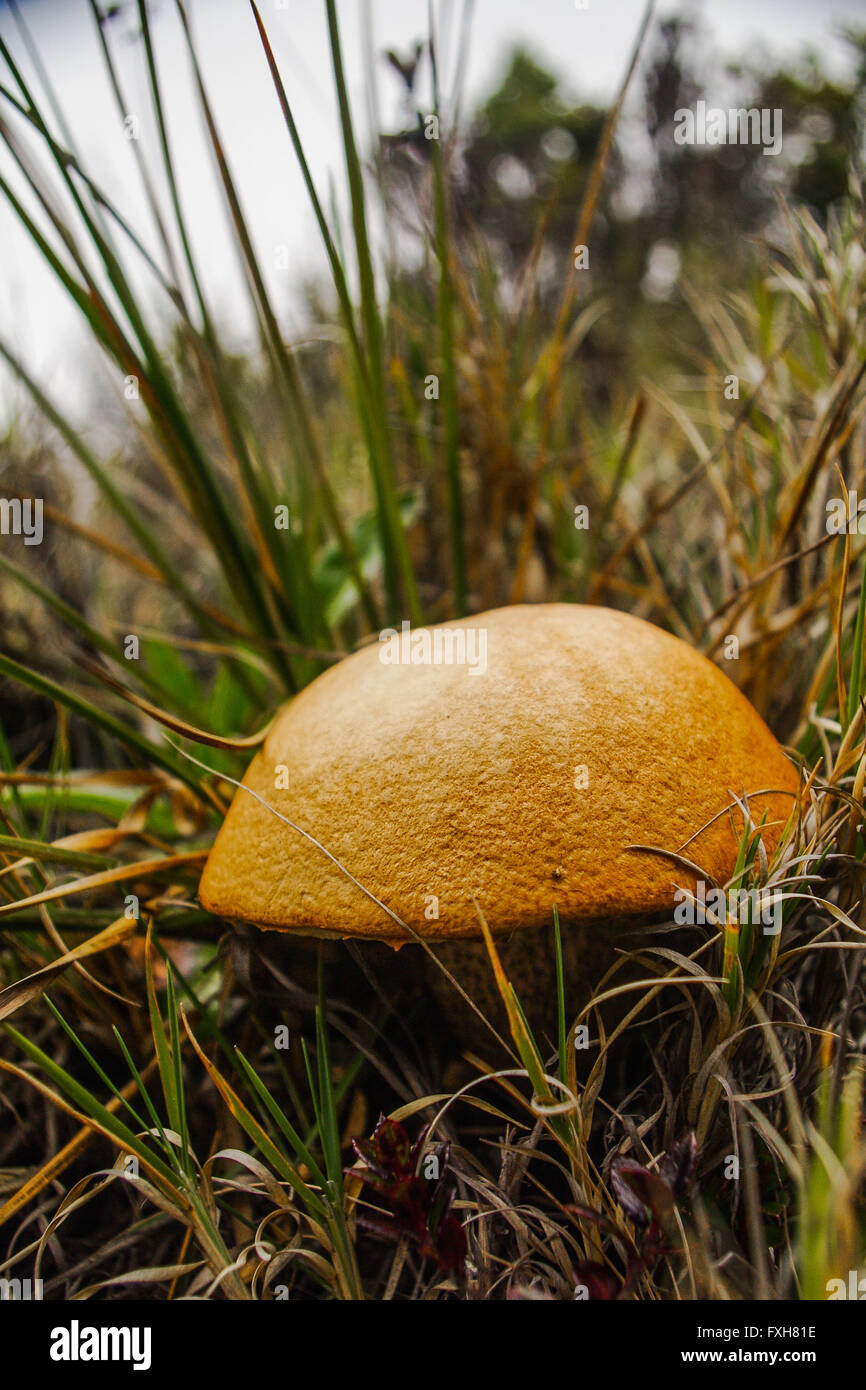 Fungi orange mushroom hi-res stock photography and images - Alamy