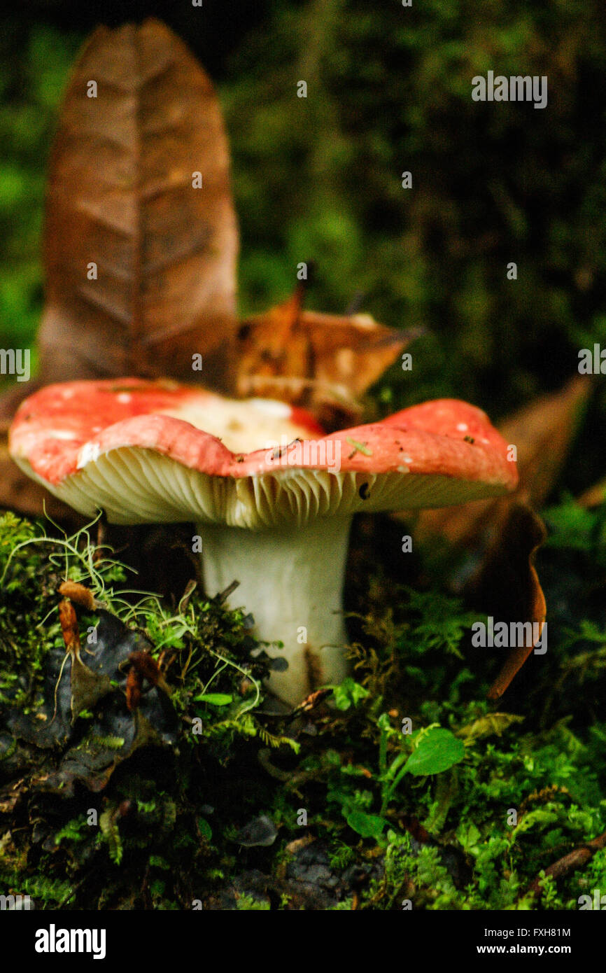 Alive mushroom hi-res stock photography and images - Alamy