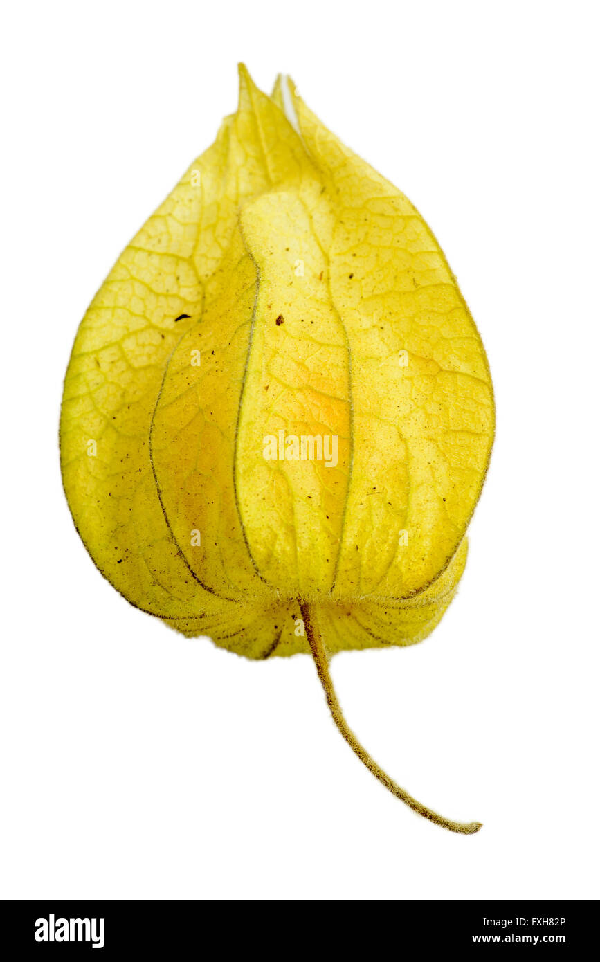 Goldenberry Cut Out Stock Images & Pictures - Alamy