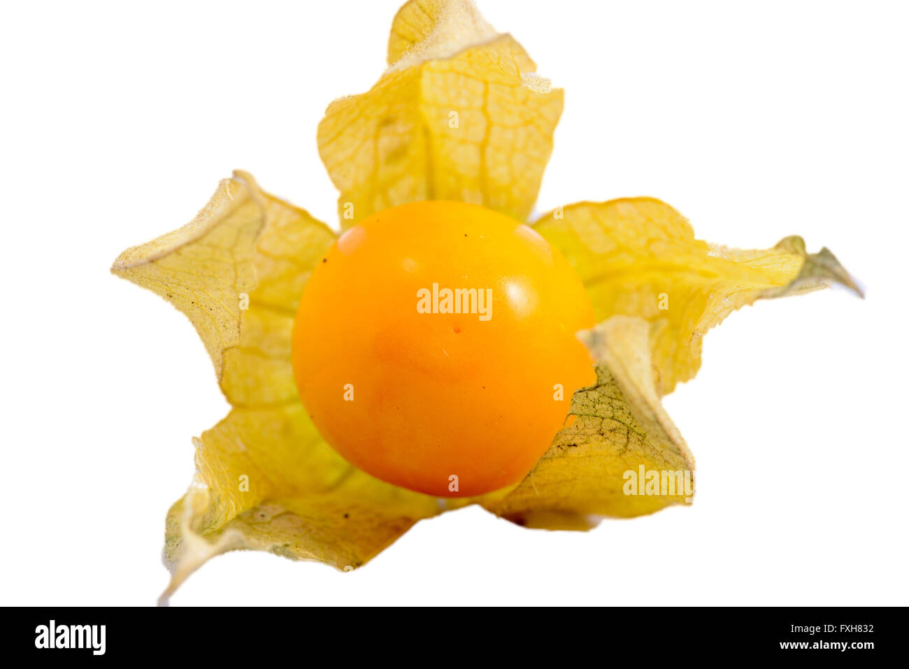 Goldenberry High Resolution Stock Photography and Images - Alamy