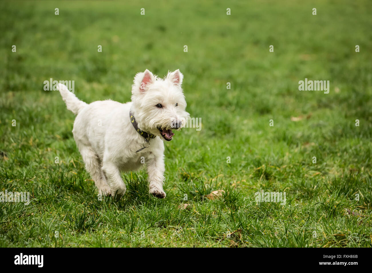 Westie in the grass hi-res stock photography and images - Alamy